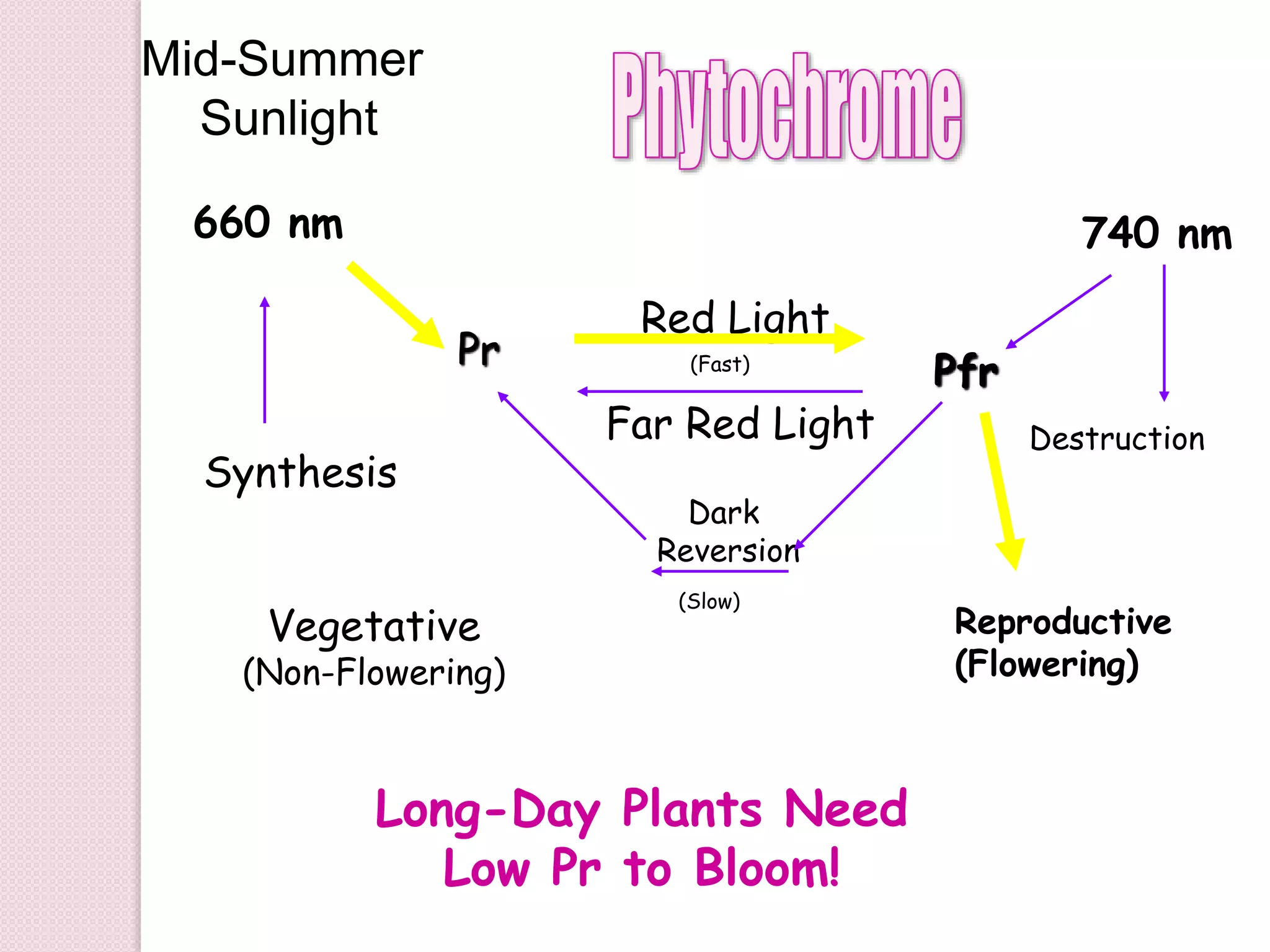 Physiology of flowering, photoperiodism | PPTX