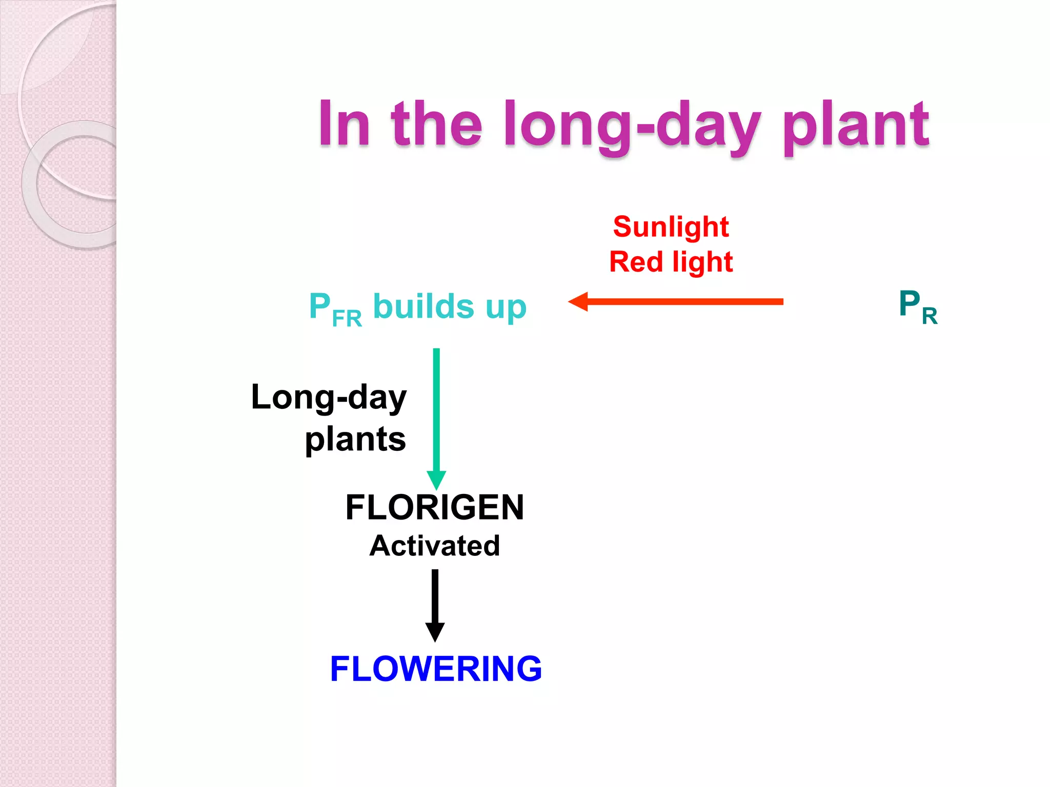 Physiology of flowering, photoperiodism | PPTX
