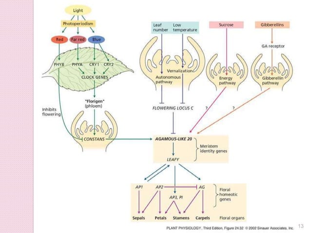 Physiology of flowering, photoperiodism | PPTX