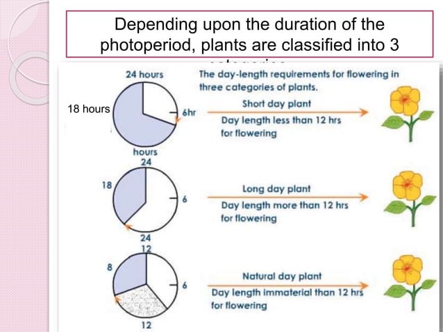 Physiology of flowering, photoperiodism | PPTX