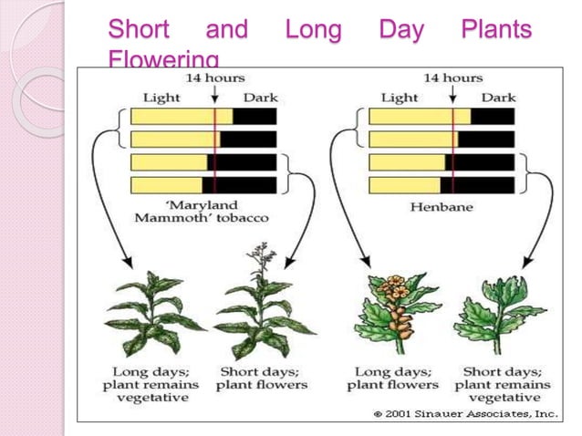 Physiology of flowering, photoperiodism | PPTX