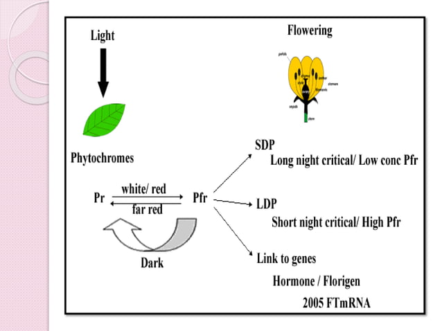 Physiology of flowering, photoperiodism | PPTX