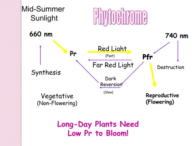 Physiology of flowering, photoperiodism | PPTX