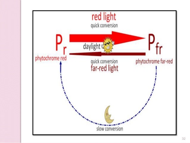 Physiology of flowering, photoperiodism