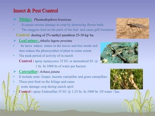 linseed crop | PPTX