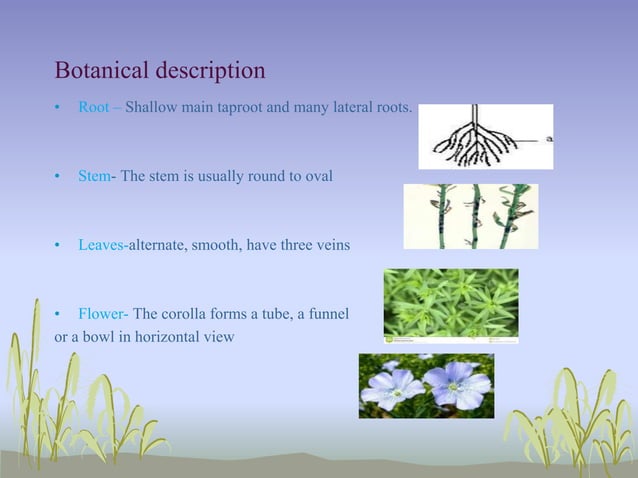 linseed crop | PPTX | Agriculture | Industries