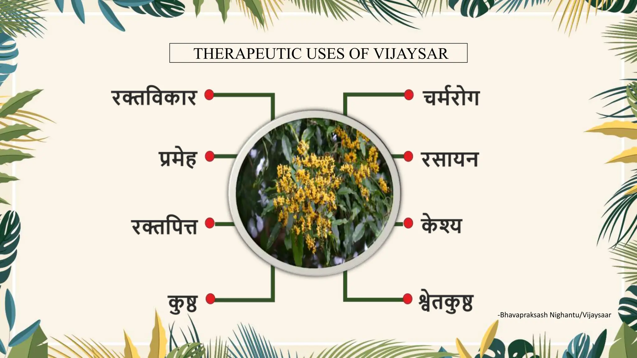 Vijaysar PPT.pptx an summary on plant details of Pterocarpus marsupium ...