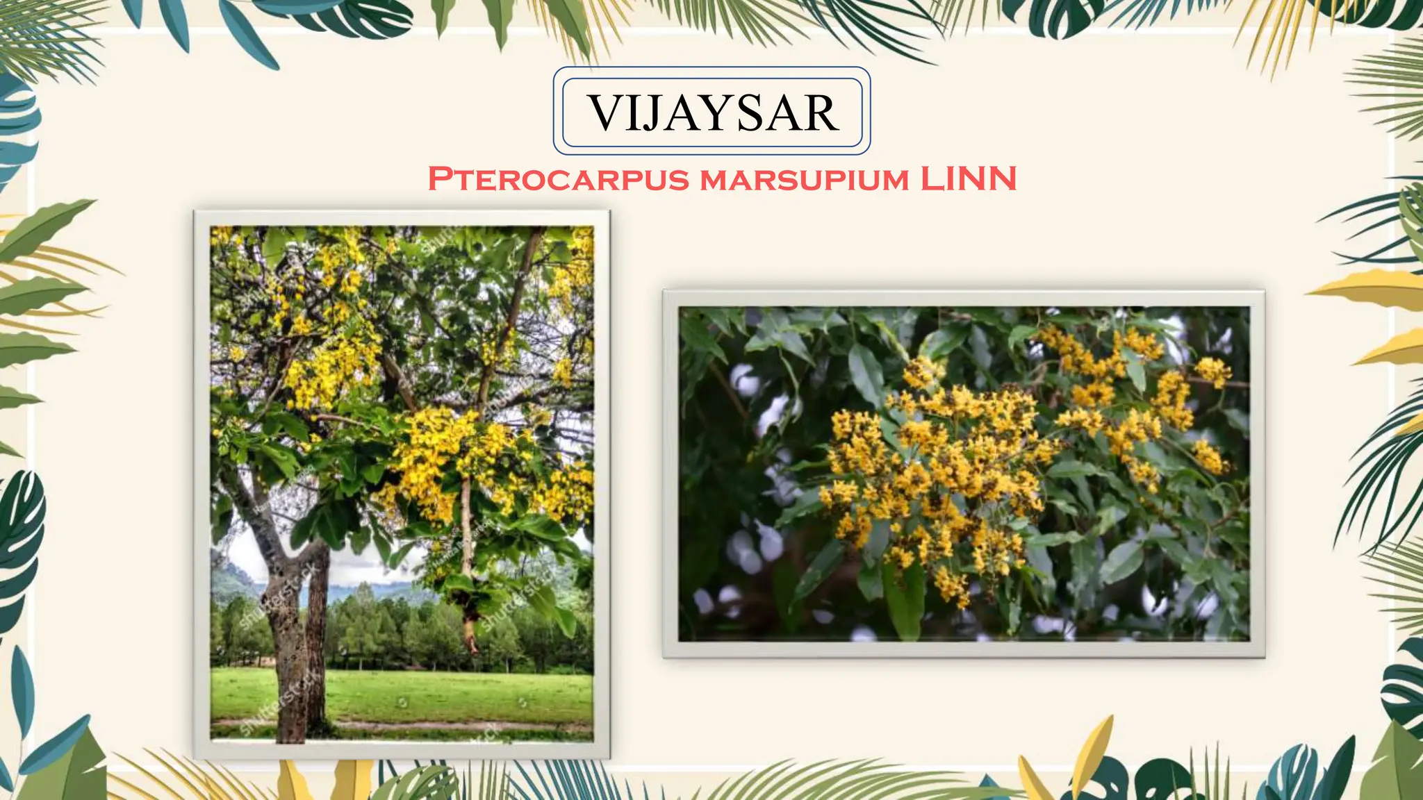Vijaysar PPT.pptx an summary on plant details of Pterocarpus marsupium ...