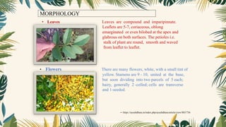 Vijaysar PPT.pptx an summary on plant details of Pterocarpus marsupium ...