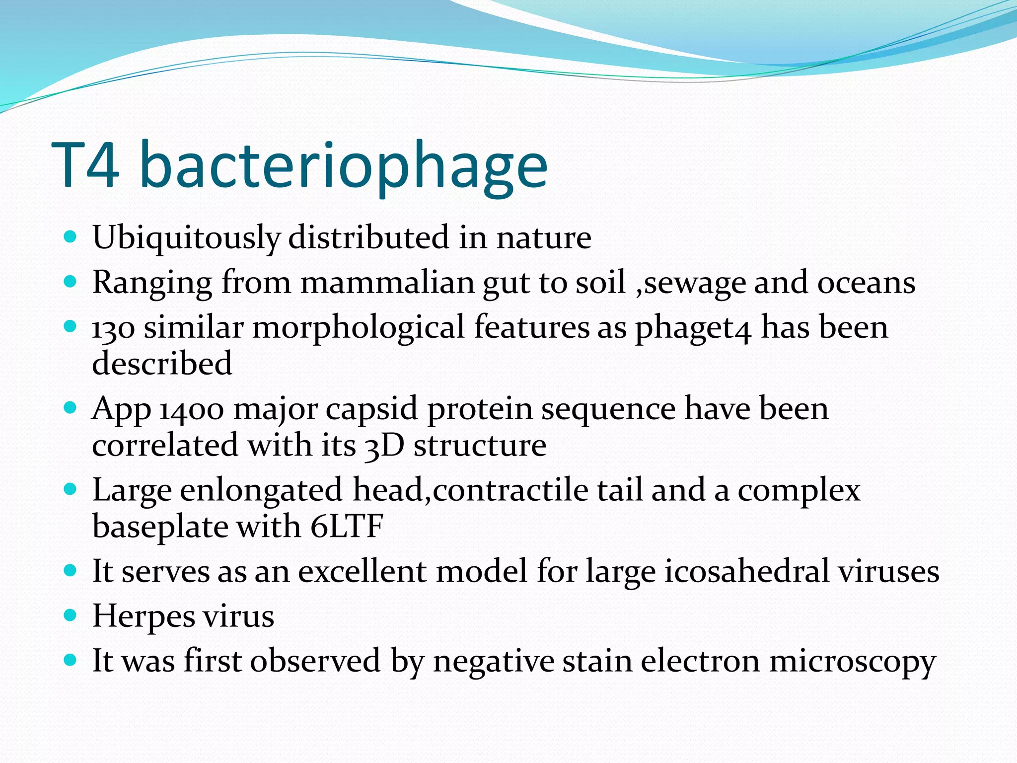 structure of t4 bacteriophage | PPTX