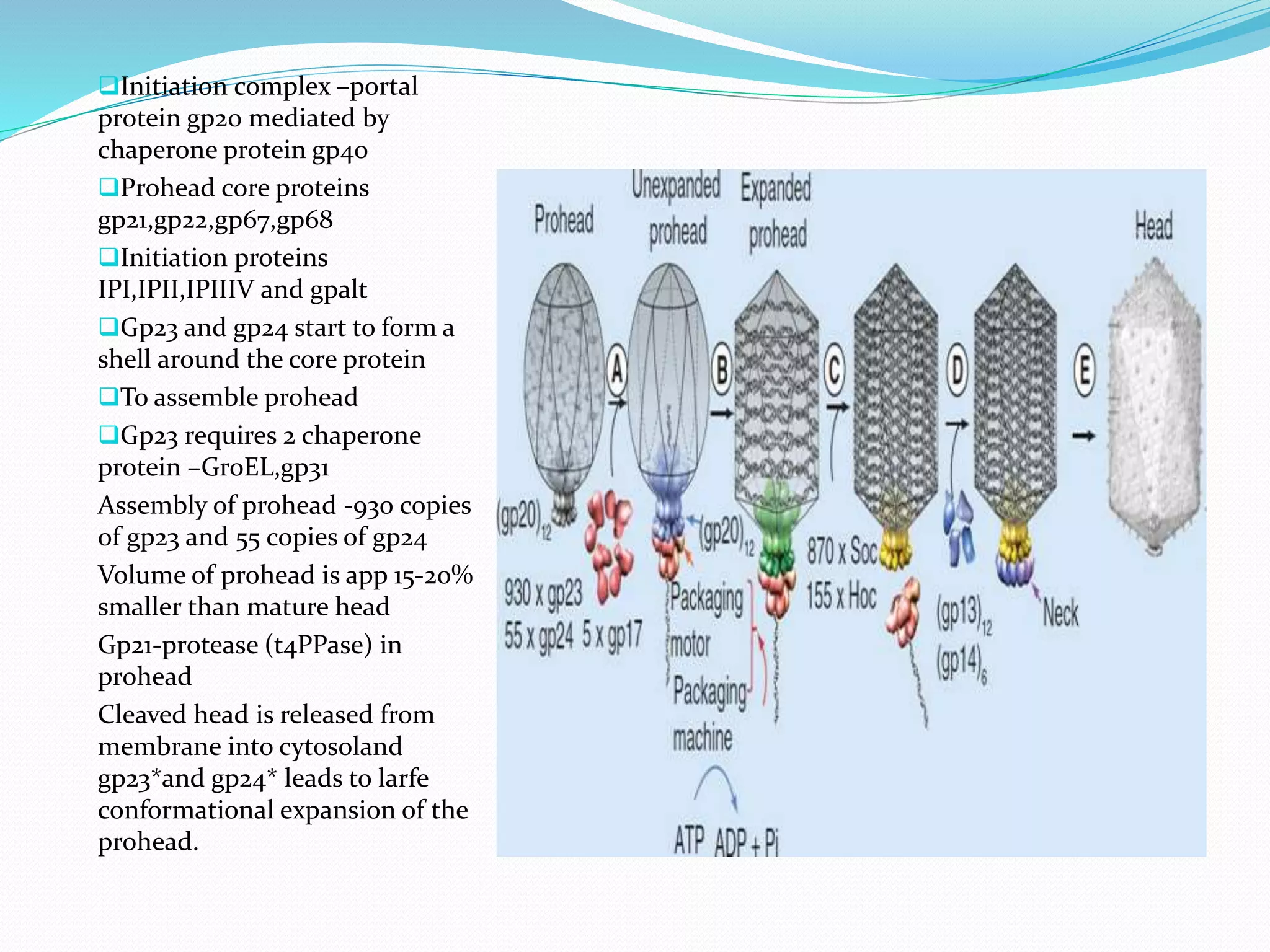 structure of t4 bacteriophage | PPTX