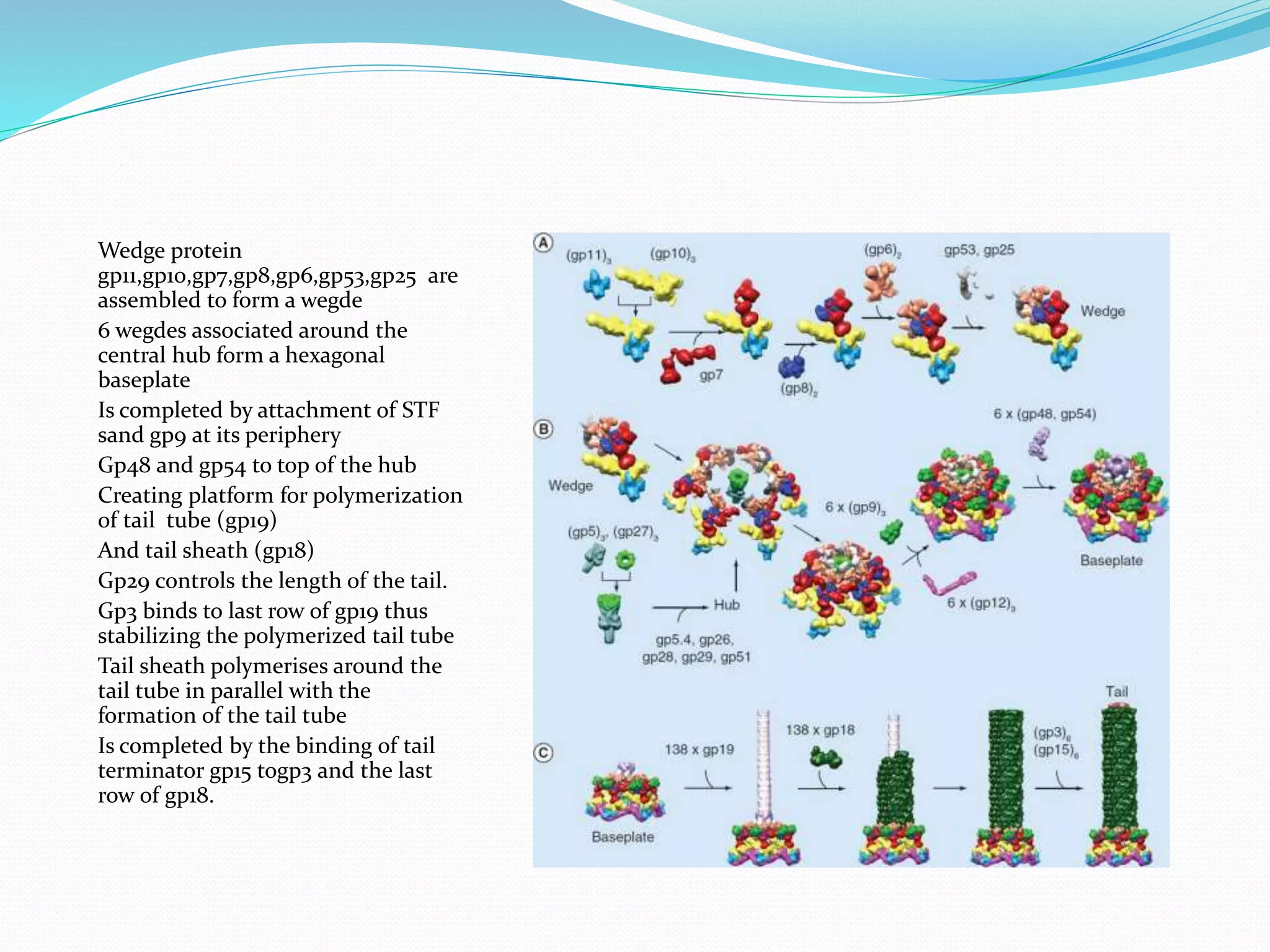 structure of t4 bacteriophage | PPTX