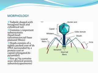 structure of t4 bacteriophage | PPTX