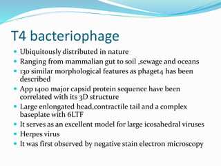 structure of t4 bacteriophage | PPTX