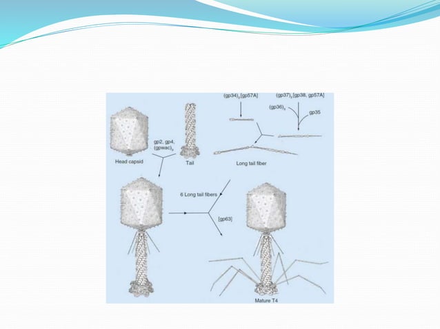 structure of t4 bacteriophage | PPTX | Genetics | Science