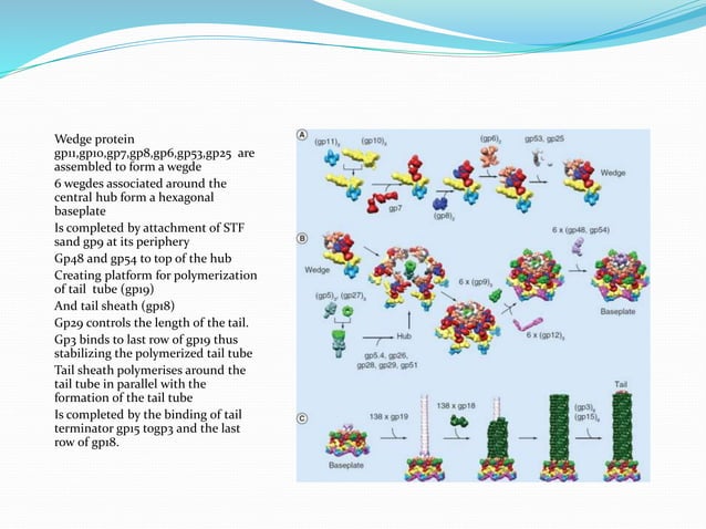 structure of t4 bacteriophage | PPTX | Genetics | Science