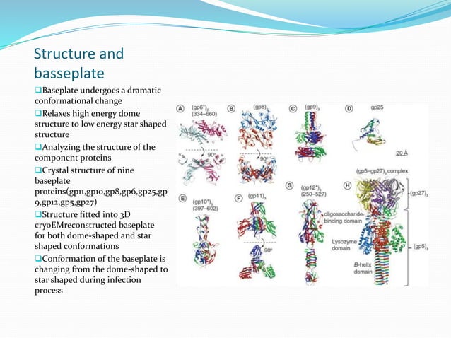 structure of t4 bacteriophage | PPTX | Genetics | Science