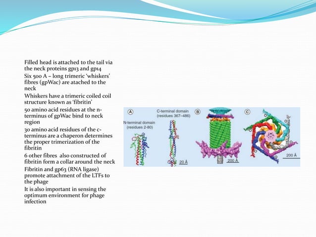 structure of t4 bacteriophage | PPTX | Genetics | Science