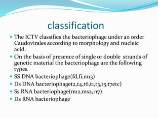 structure of t4 bacteriophage | PPTX