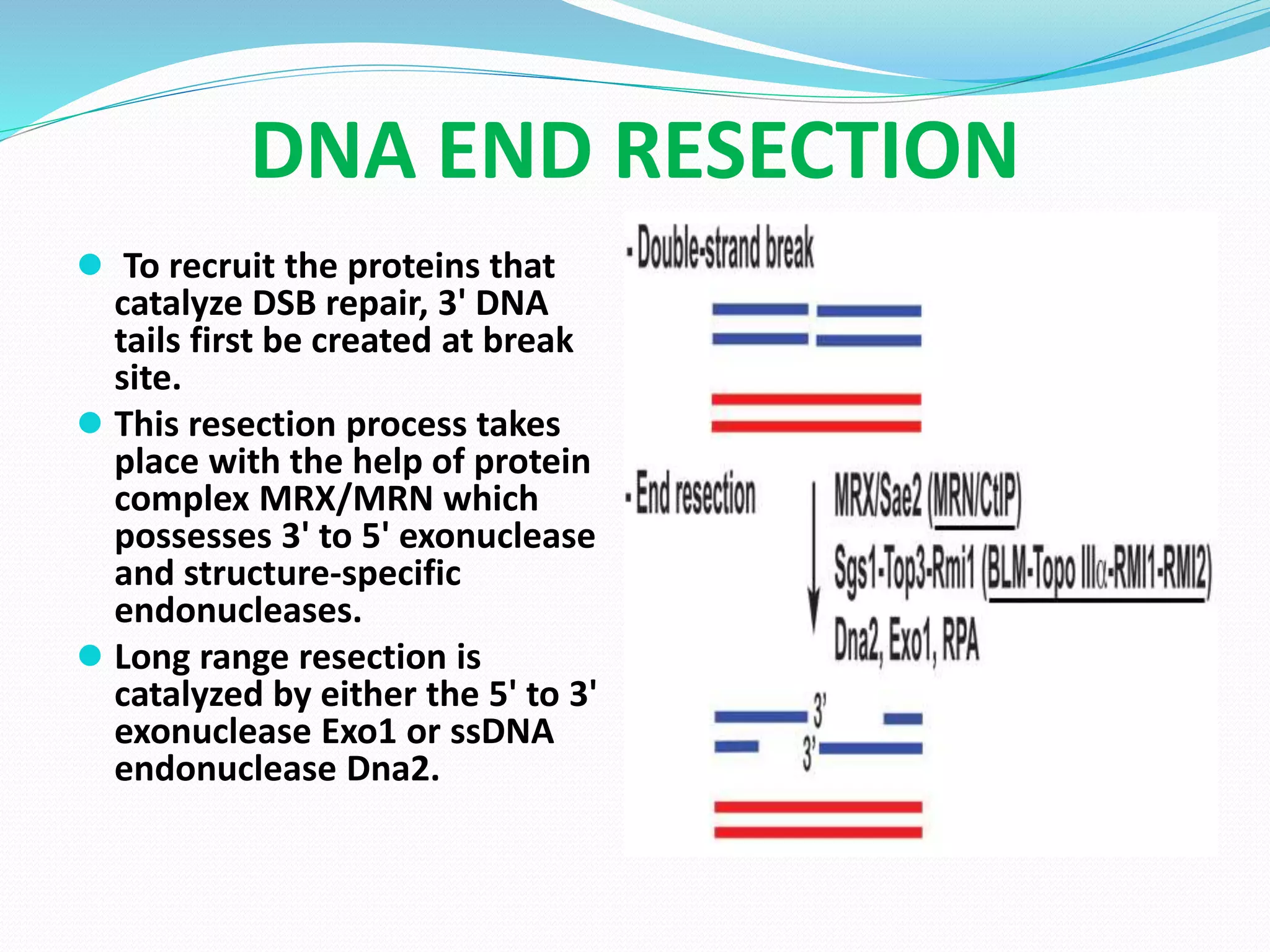 Homologous Recombination Pathway Investigation | PPTX | Genetics | Science