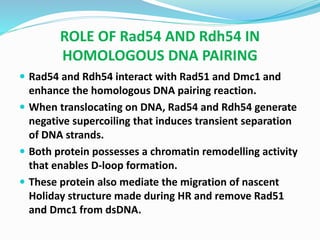 Homologous Recombination Pathway Investigation | PPTX | Genetics | Science