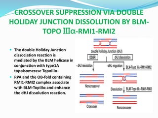 Homologous Recombination Pathway Investigation | PPTX