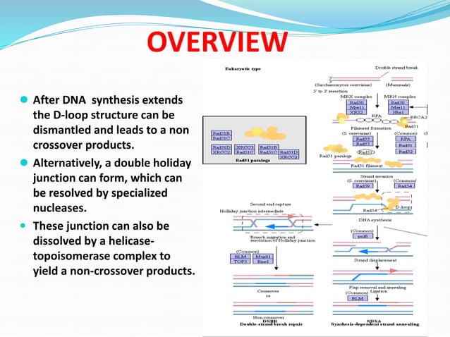 Homologous Recombination Pathway Investigation | PPT