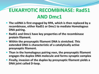 Homologous Recombination Pathway Investigation | PPTX | Genetics | Science