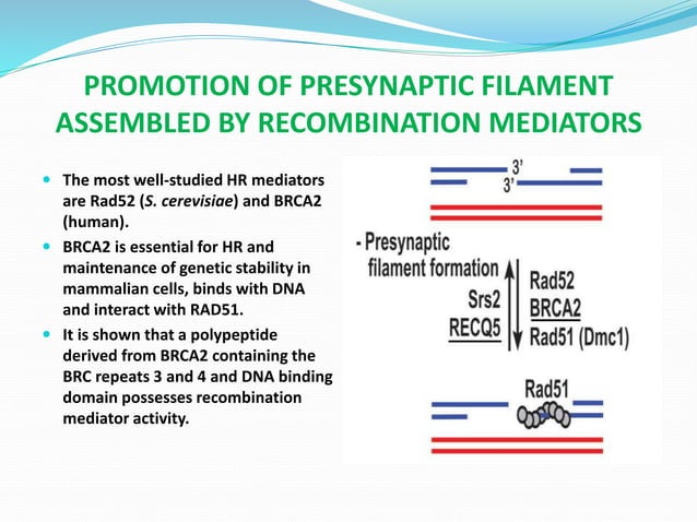 Homologous Recombination Pathway Investigation | PPT