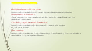 Gene Tagging PRSU jhsiio jdhijdo hdisjod | PPT