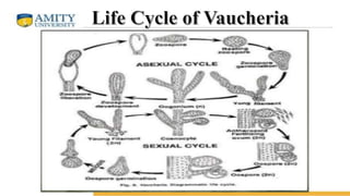Ectocarpus Life Cycle Ppt