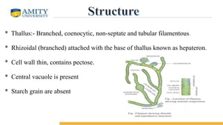 life cycle of vaucheria | PPTX