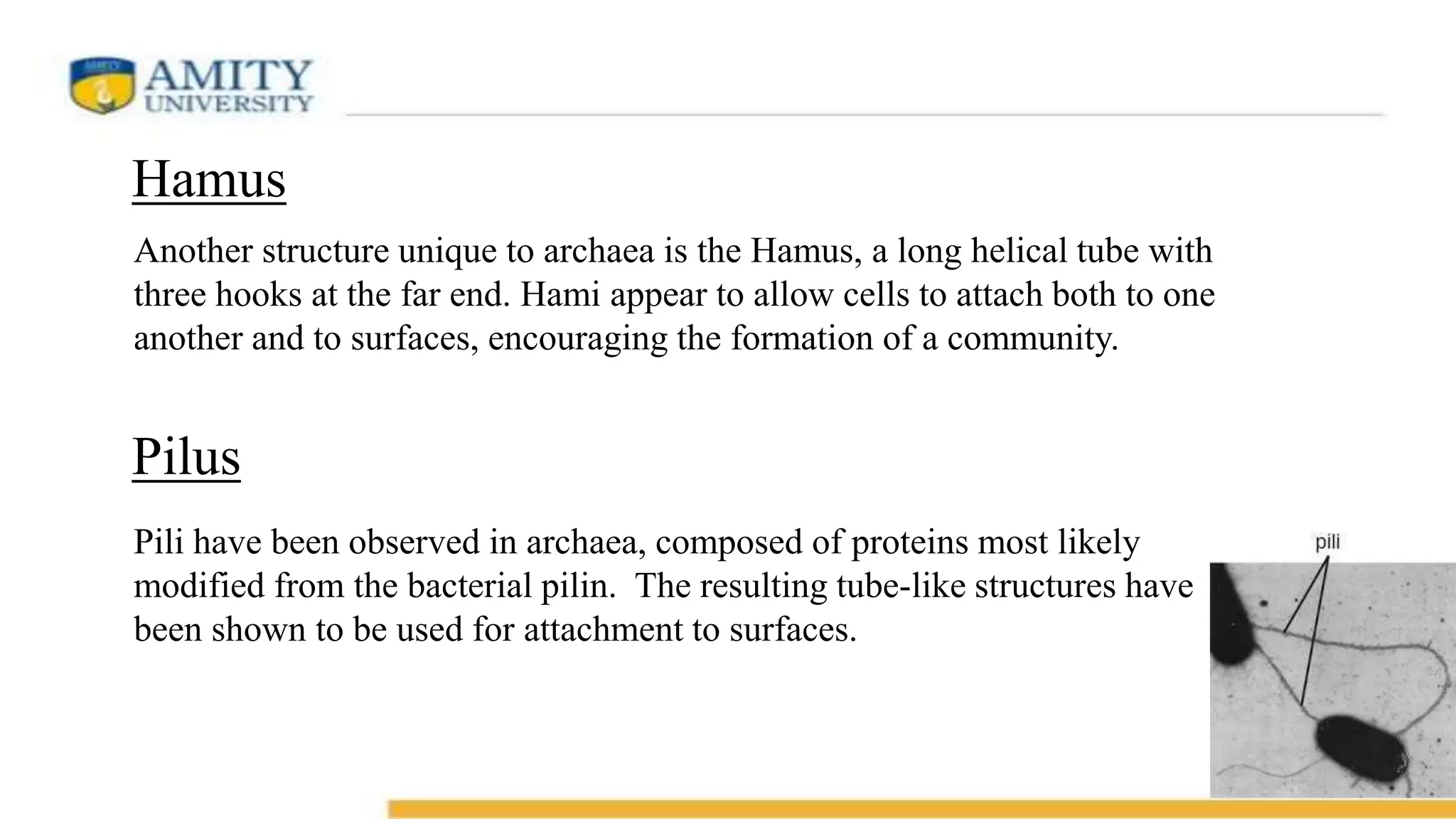 Archea cell wall and membrane | PPTX