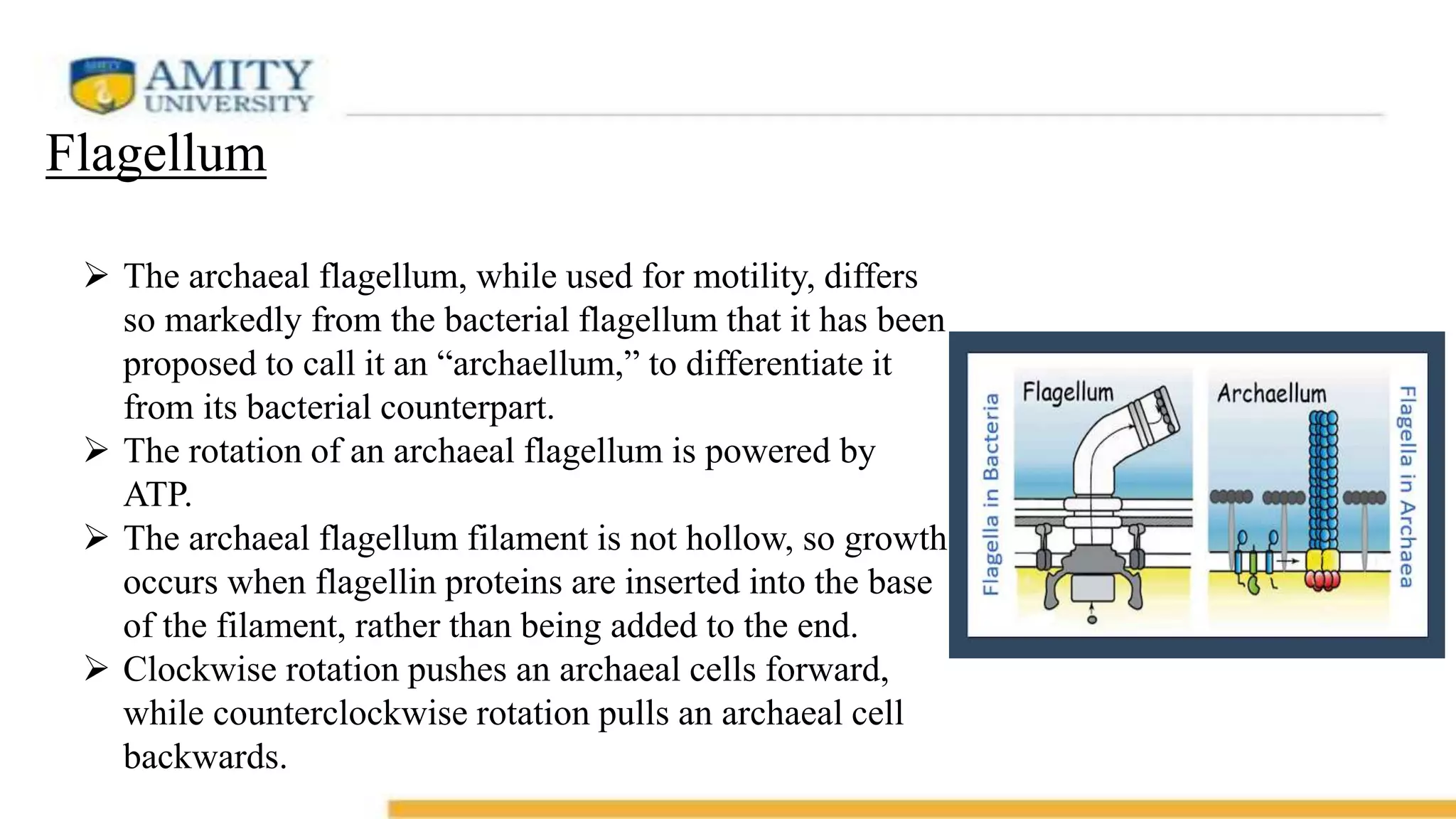 Archea cell wall and membrane | PPTX