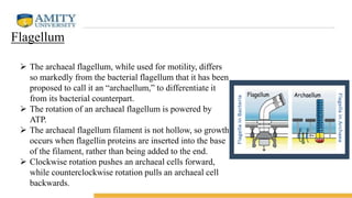 Archea cell wall and membrane | PPTX