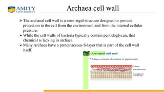Archaea Vs Bacteria Cell Wall