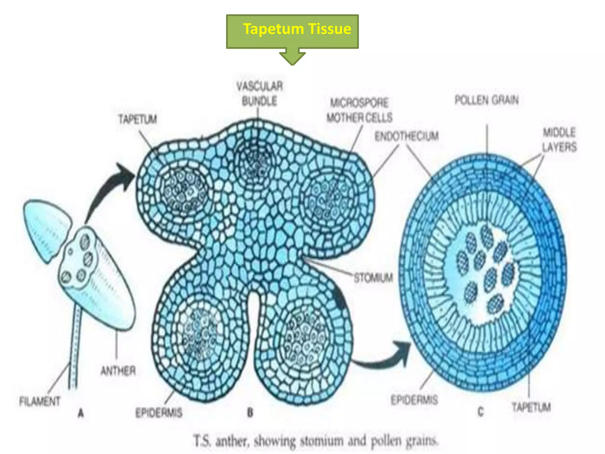 Barnase barstar system | PPTX