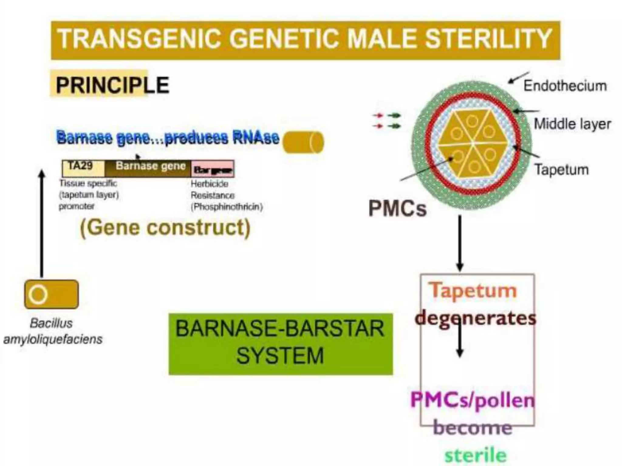 Barnase barstar system | PPTX