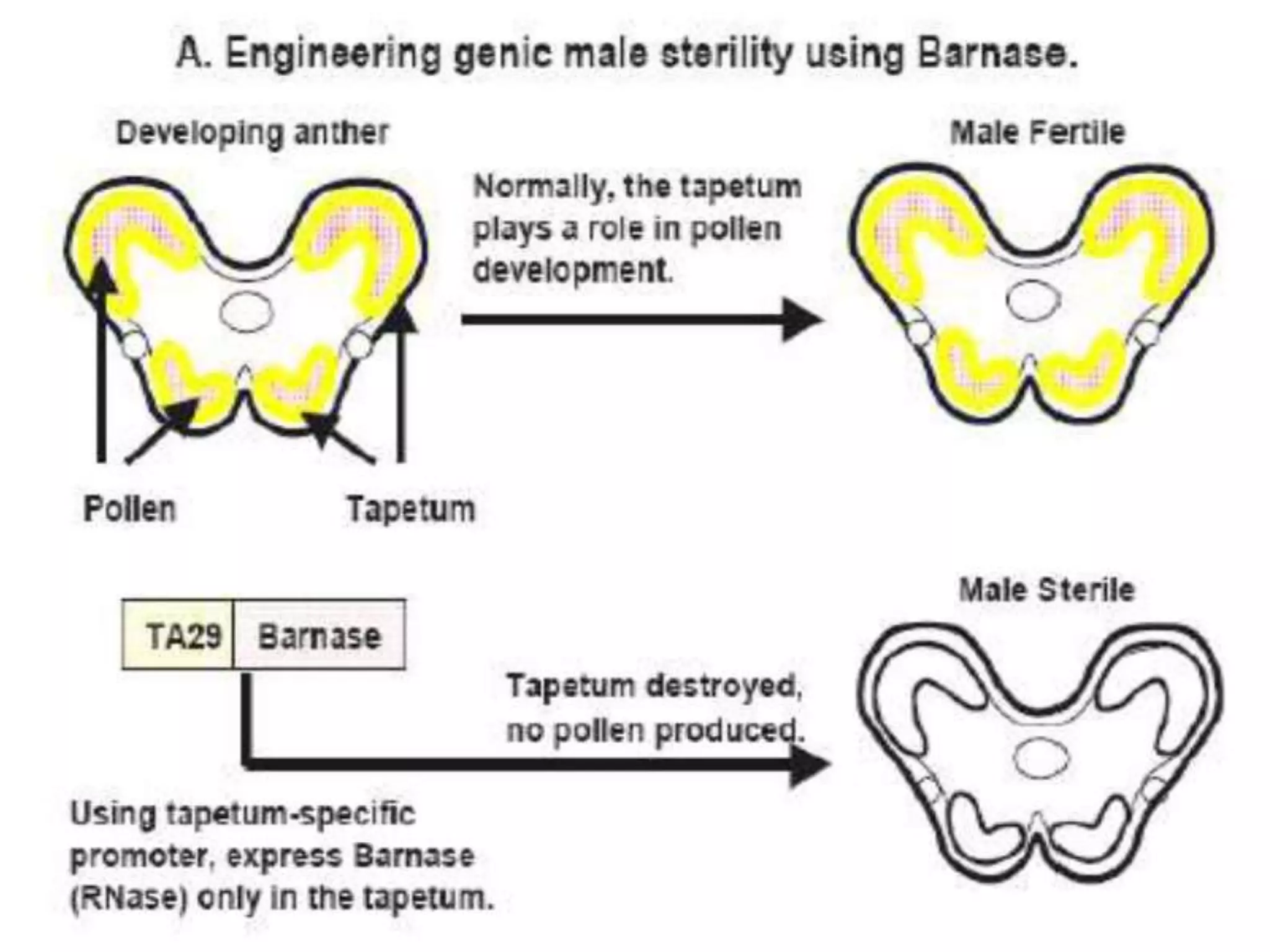 Barnase barstar system | PPTX