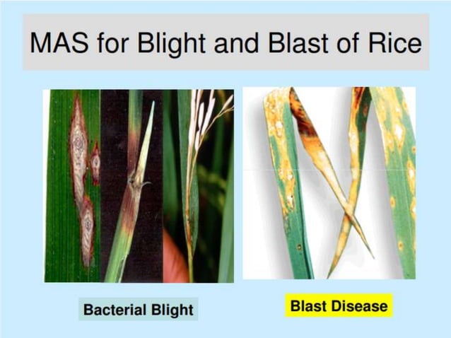Barnase barstar system | PPTX | Infertility | Reproductive Health