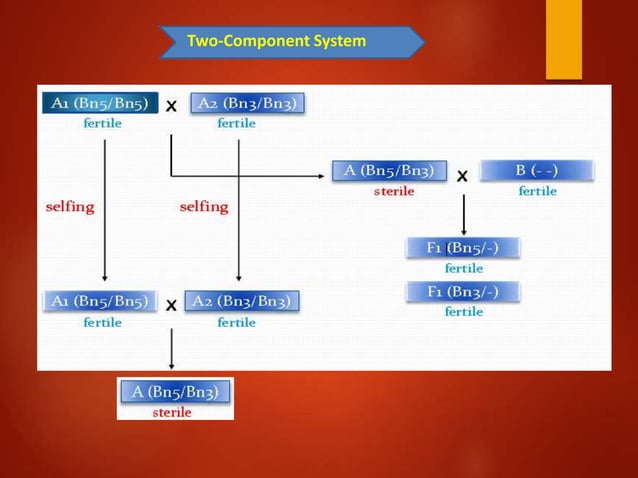 Barnase barstar system | PPTX | Infertility | Reproductive Health