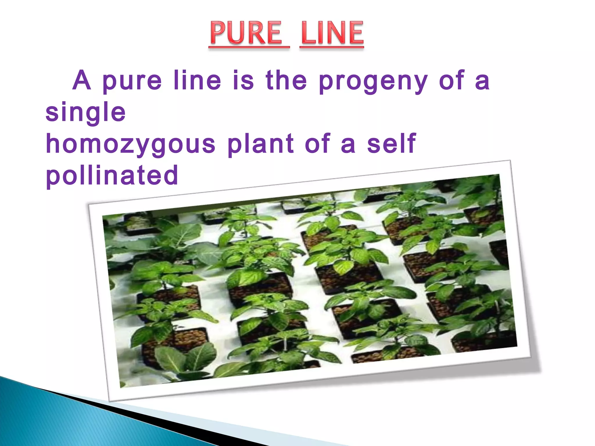Vikas kumar singh pure line theory | PPT