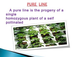 Vikas kumar singh pure line theory | PPT