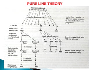 pure line theory | PPT