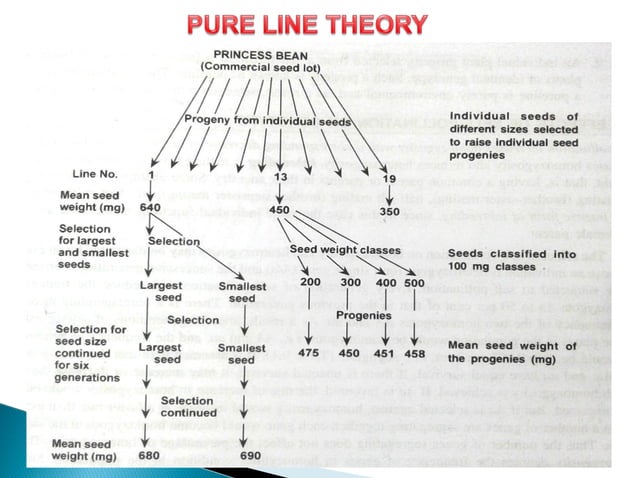 pure line theory | PPT | Gardening | Home & Garden