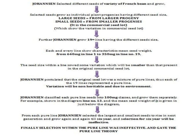 pure line theory | PPT | Gardening | Home & Garden