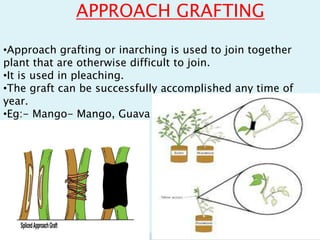 vegetative propogation | PPSX