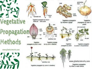 vegetative propogation | PPSX
