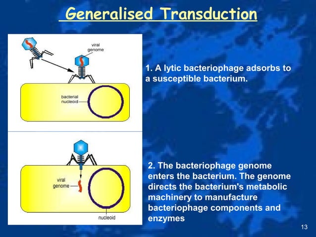 bacterial transduction | PPT | Biological Sciences | Science