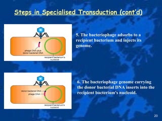 bacterial transduction | PPT | Biological Sciences | Science
